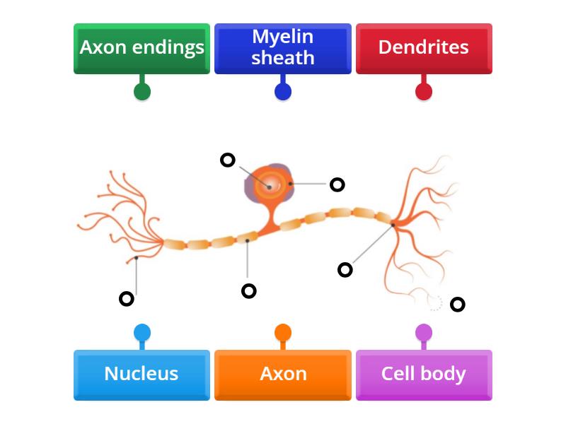 sensory neuron - Labelled diagram