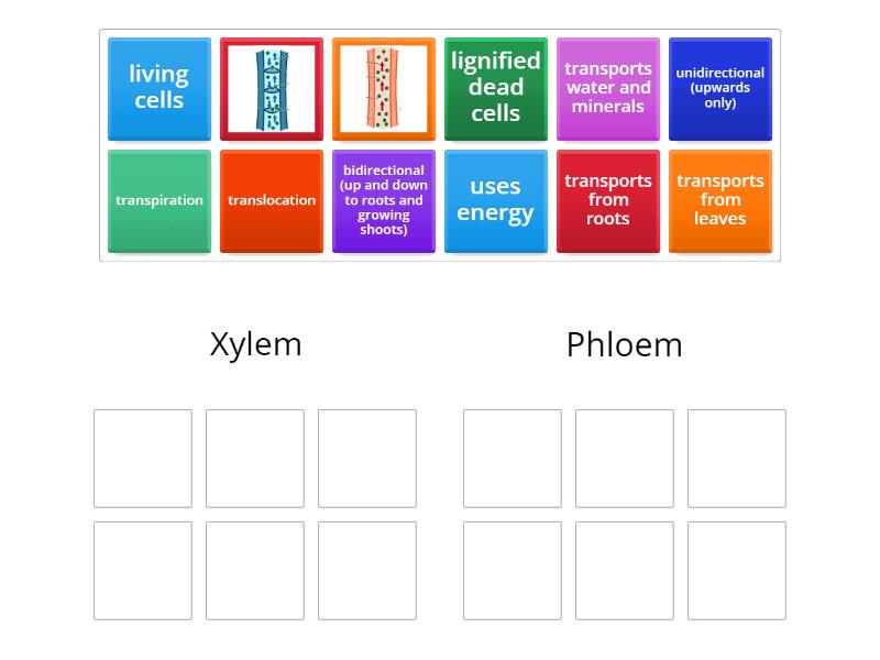 Xylem and phloem Quiz - Group sort