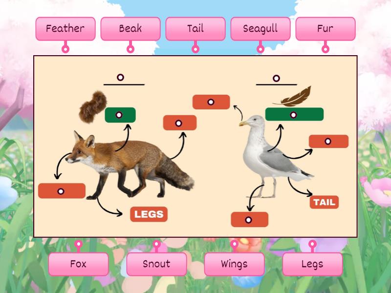Level 1 - Animal Body Parts 1 - Labelled diagram