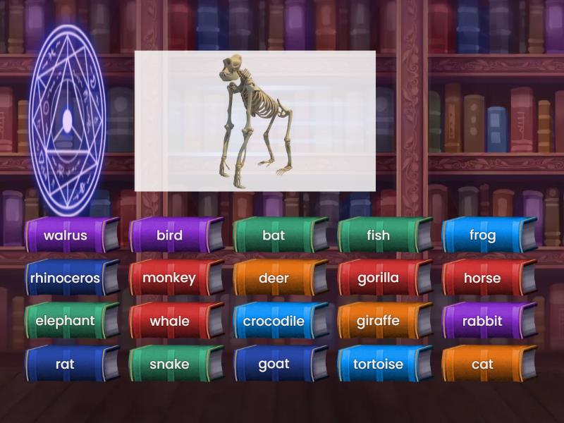 YEAR 2 | UNIT 8: THE ROBOT (ANIMALS SKELETONS) - Find the match