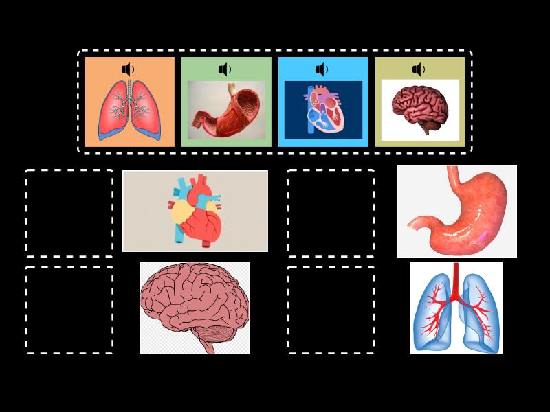 Internal Organs - Match up
