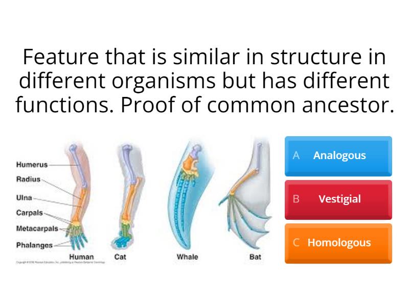 Evolution: Analogous vs. Homologous Structures - Quiz Evolution: Analogous vs. Homologous Structures - Quiz