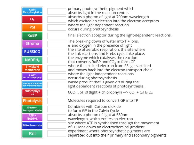 Biology Wordwall - PHOTOSYNTHESIS (understand) - Match up