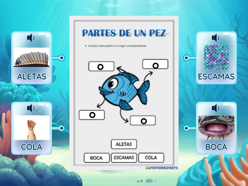 UNE CADA NOMBRE CONLAS PARTES DEL PEZ - Diagrama con etiquetas