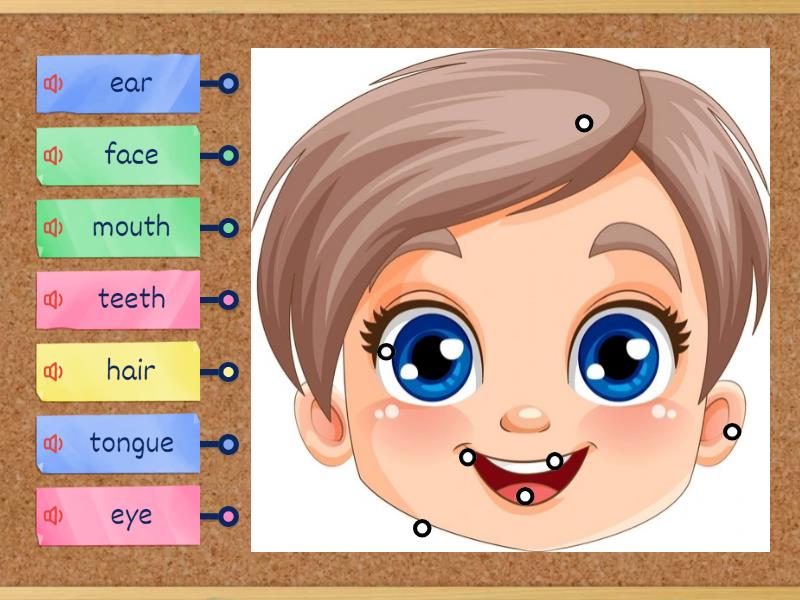 Parts of the head - diagram - Labelled diagram