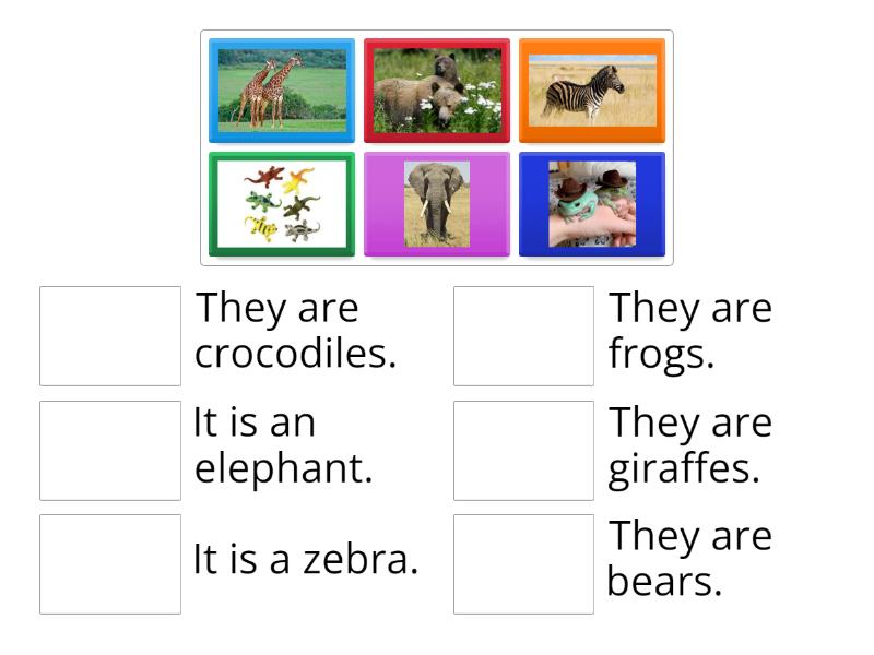 Let's go 1 Unit 8 Animals - Match up