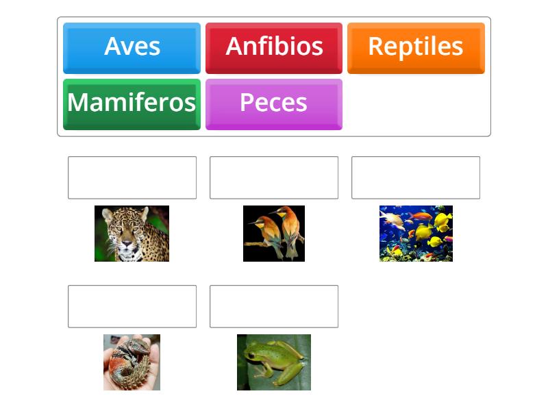 Los animales - Match up