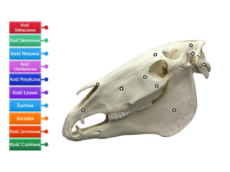 Anatomia Czaszki Konia - Labelled diagram