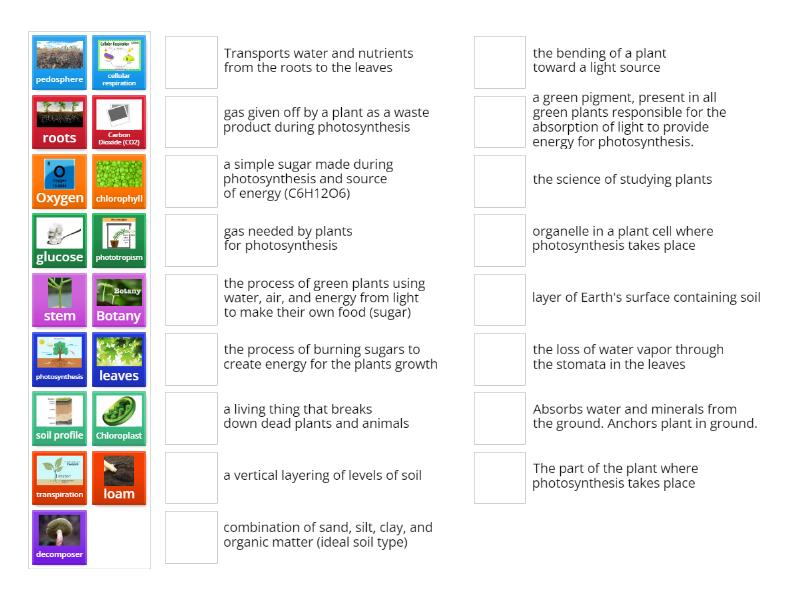 Soil and Plants - Match up