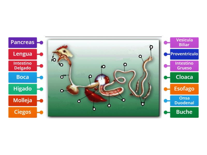 SISTEMA DIGESTIVO DE LAS GALLINAS - Imagem com legenda