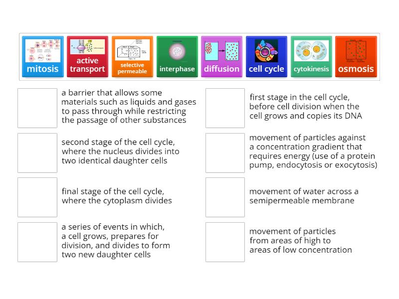 Cell Membrane Processes and Cell Cycle Vocabulary-SNB p. 29 - Match up