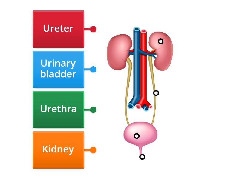 Human urinary system - Labelled diagram