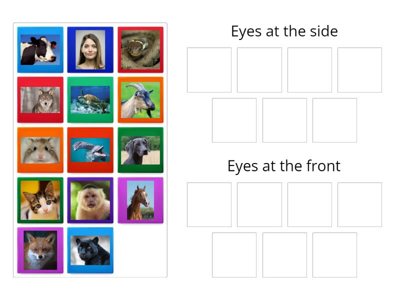 Side or front eyes - Group sort