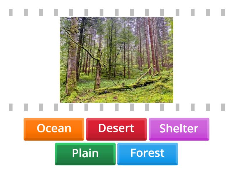 Where Plants and Animals Live - Find the match