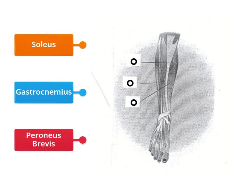 Muscles of the Lower Leg and Foot - Labelled diagram