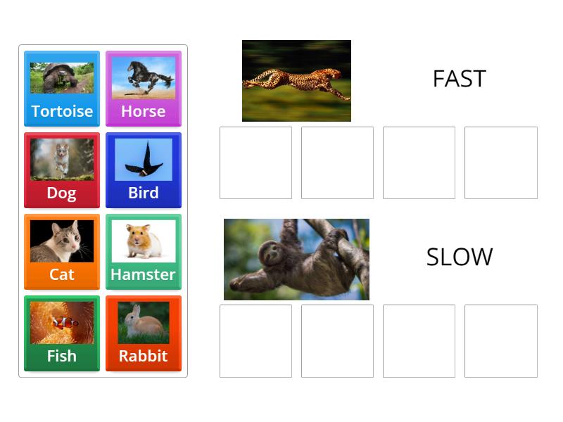 FAST x SLOW - Pets - Group sort