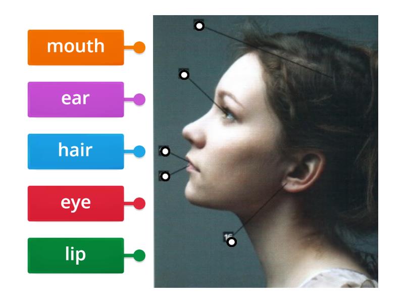 Face - Labelled diagram
