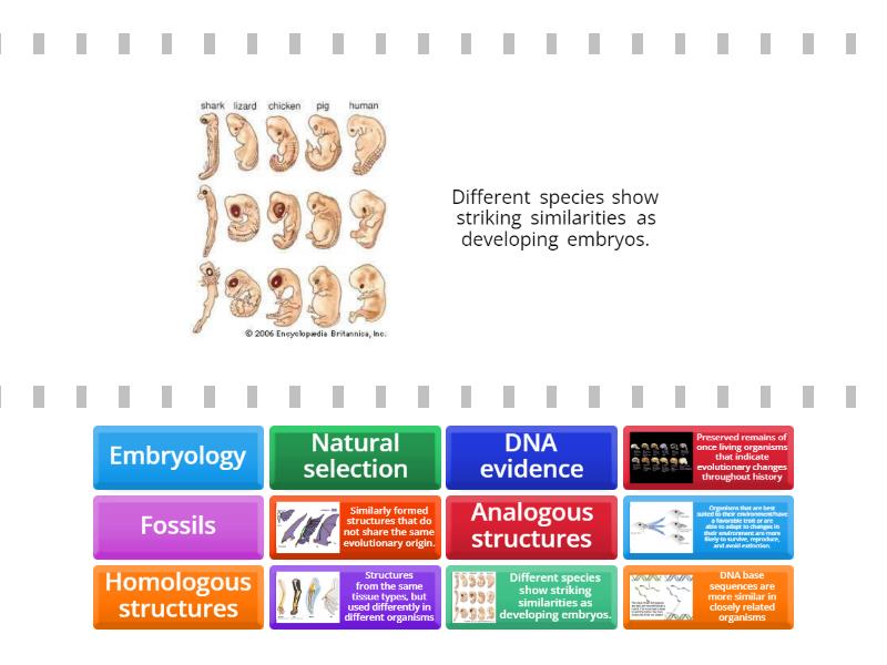 Natural Selection and Adaptation game - Find the match