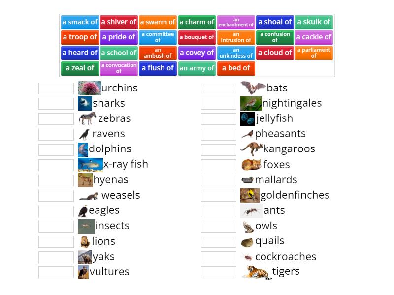 Animals - collective nouns - Match up