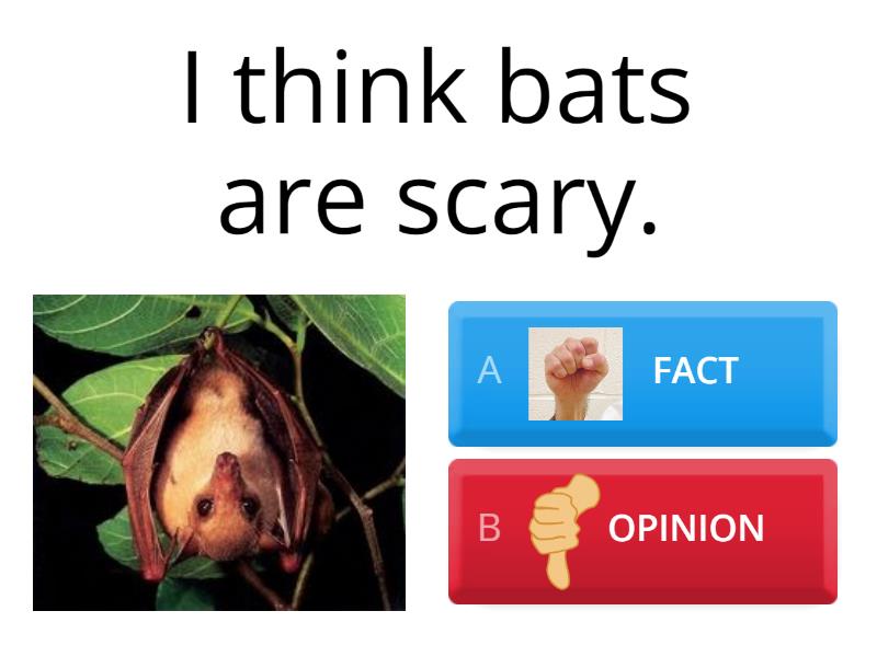 Bats - Fact and Opinion - Quiz