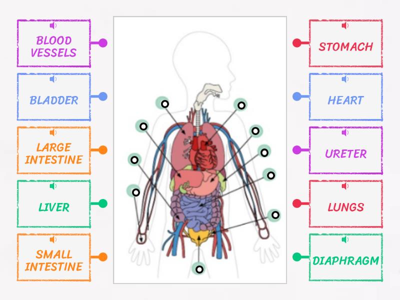 ORGANS AND SYSTEMS - Labelled diagram