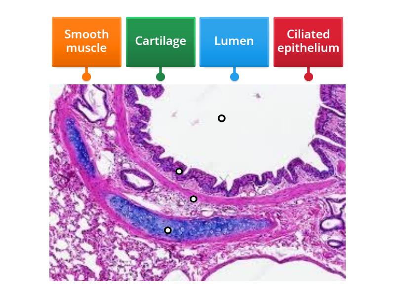 AS Bronchus micrograph - Labelled diagram