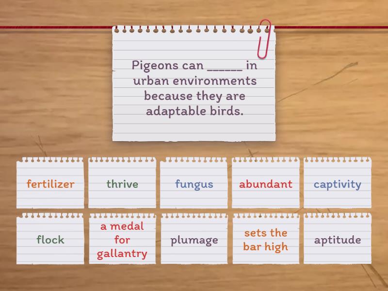 Ted-Ed: Pigeons - Find the match