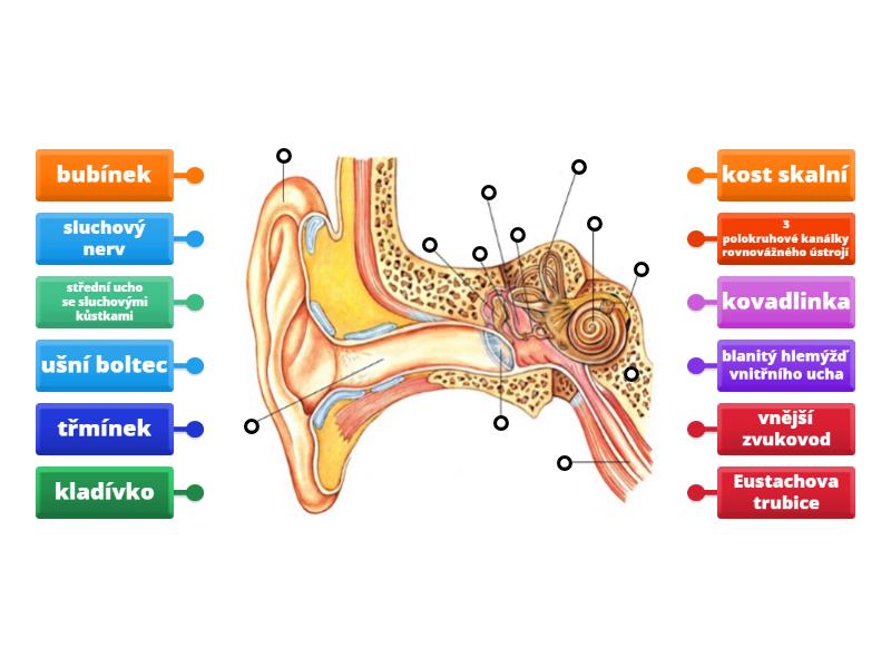 stavba ucha - Labelled diagram