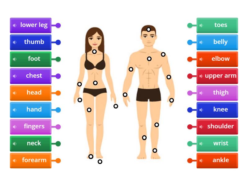 Parts of the body - Labelled diagram