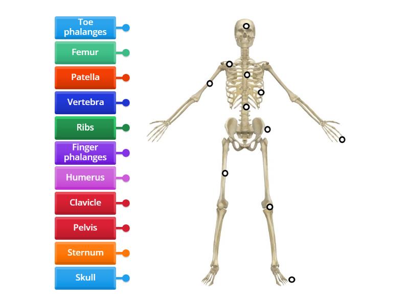 Skeletal System, ch 9 Science, pg 309 - Labelled diagram