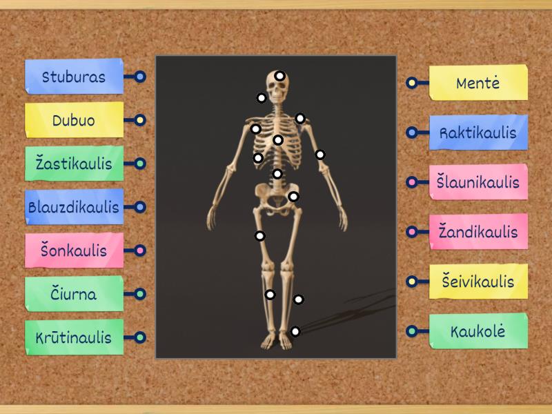 Žmogaus kaulai - Labelled diagram