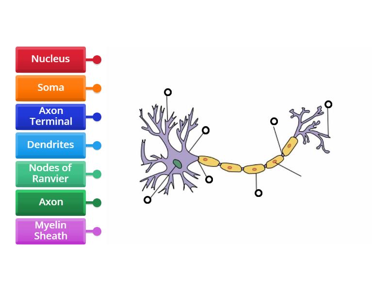 Label the neuron IB Psych - Labelled diagram