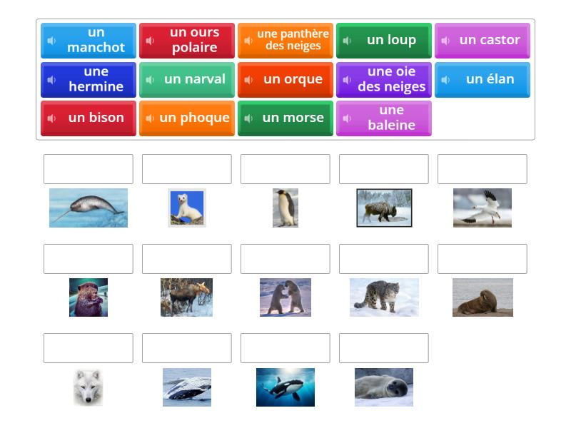 Culture - les animaux du froid - Match up