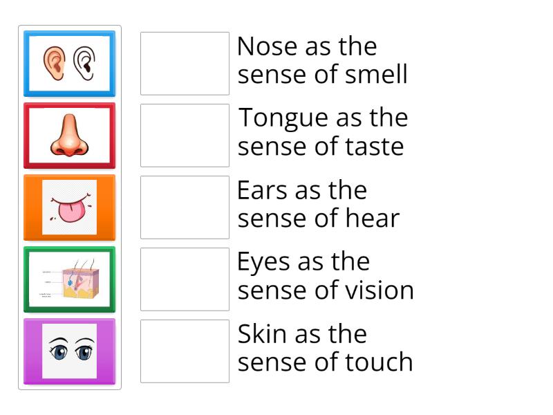The 5 Senses Material for Science Education - Associação