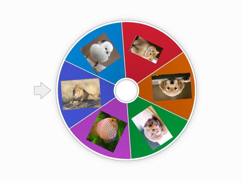 pets - Spin the wheel