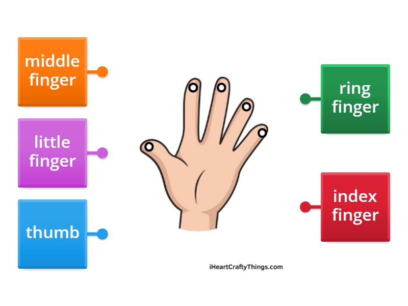 fingers of the hand - Labelled diagram