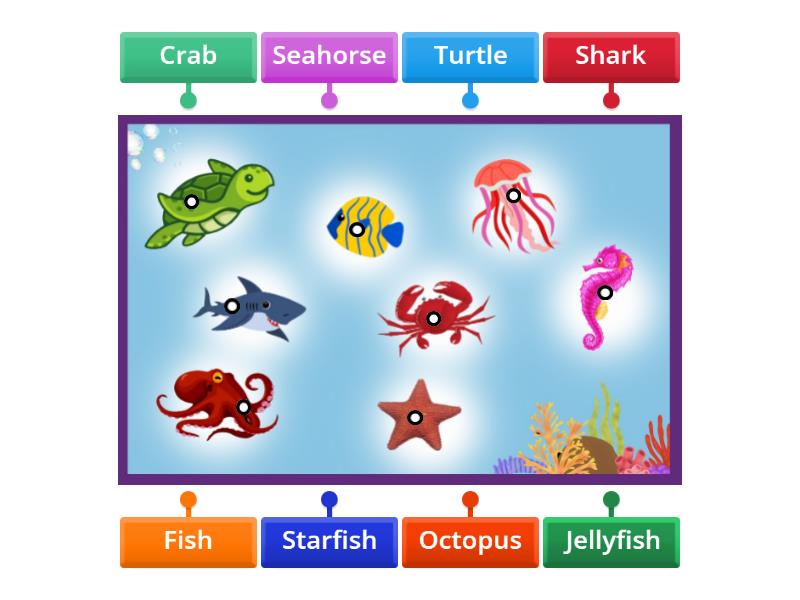 Sea animals - Labelled diagram