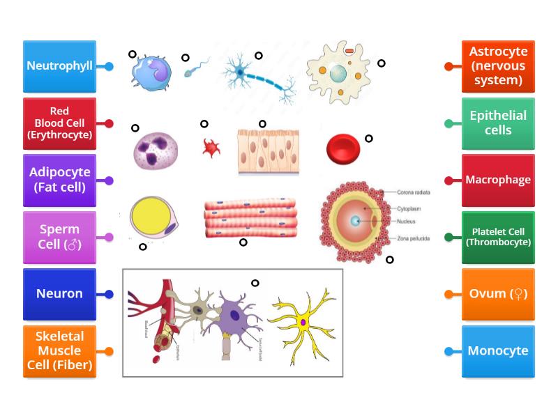 Human body Cells - Labelled diagram