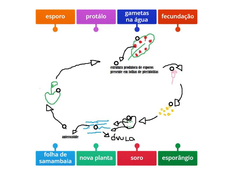 ciclo reprodução pteridófitas - Imagem com legenda