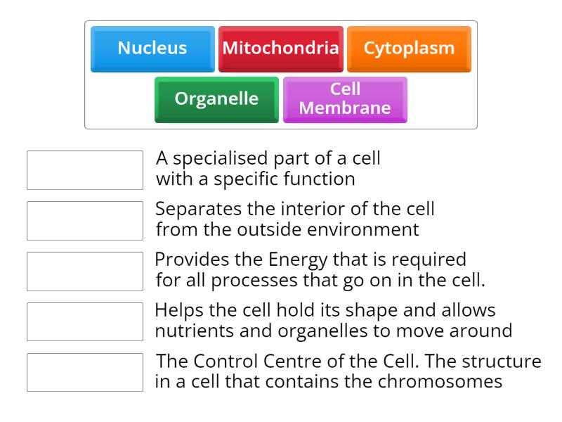 Animal Cells - Match up