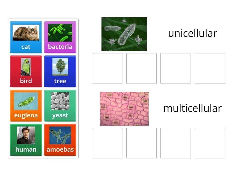 Unicellular v. Multicellular Organisms - Group sort