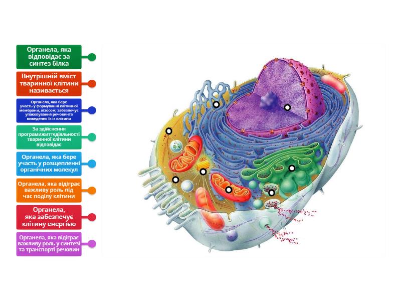 Функції складових клітини Labelled Diagram