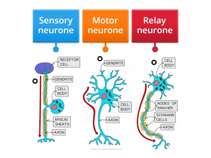 Types of neurone - Labelled diagram