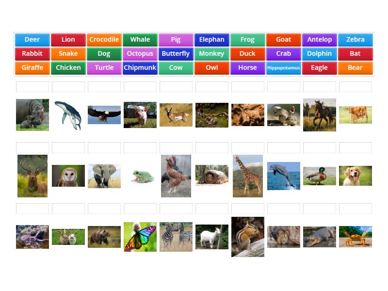 ANIMALS LEVEL 1-3 - Match up