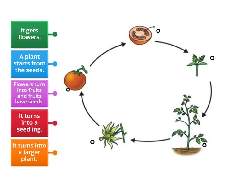 Life cycle of a plant - Labelled diagram