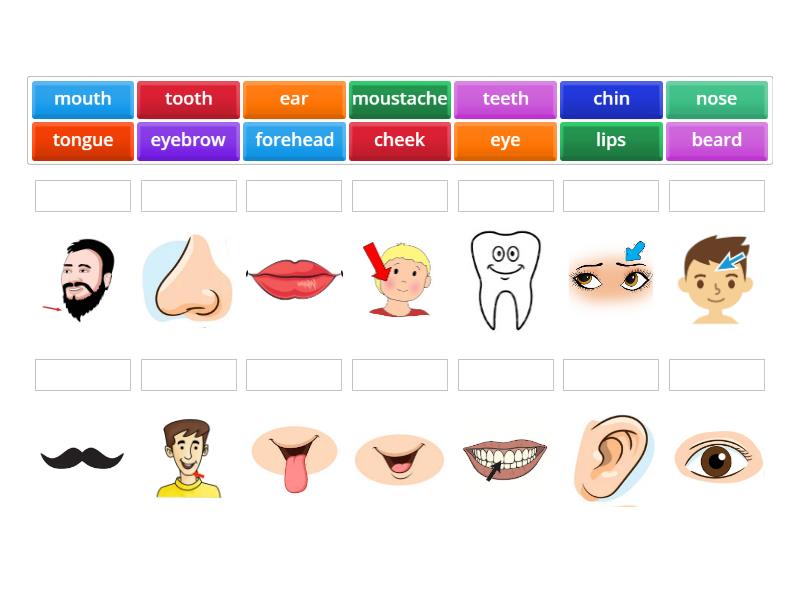 PARTS OF THE FACE (14 words) - Match up
