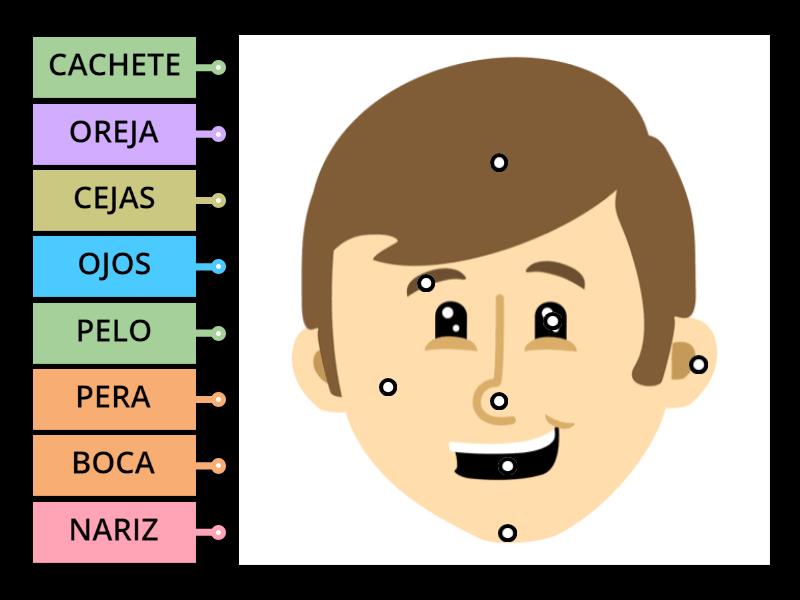 PARTES DE LA CABEZA - Diagrama con etiquetas