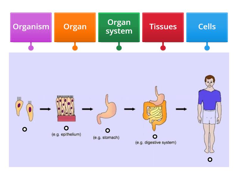 Relation between cell and complete organism - Labelled diagram