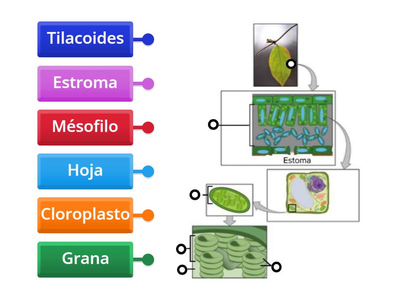 LA FOTOSÍNTESIS Y SUS ESTRUCTURAS - Labelled diagram