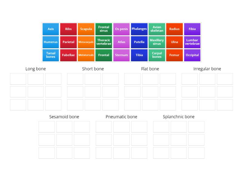 Types of bone - Group sort